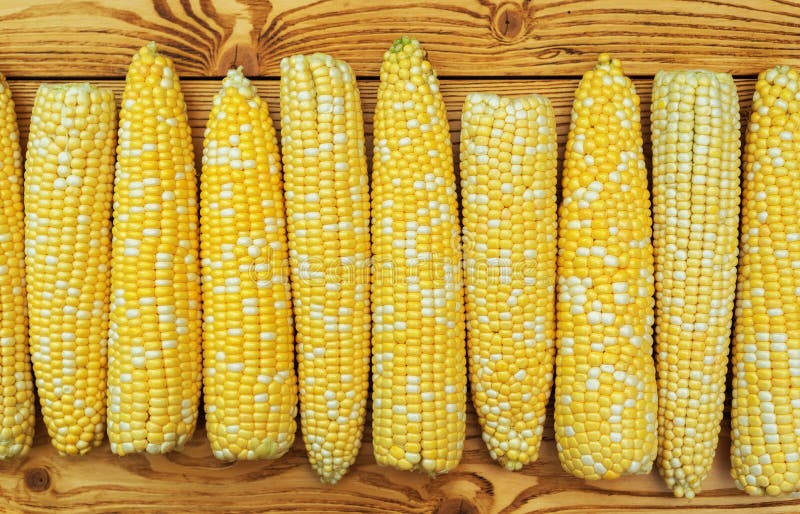 Golden maize in sunlight stock image. Image of grain - 100841137