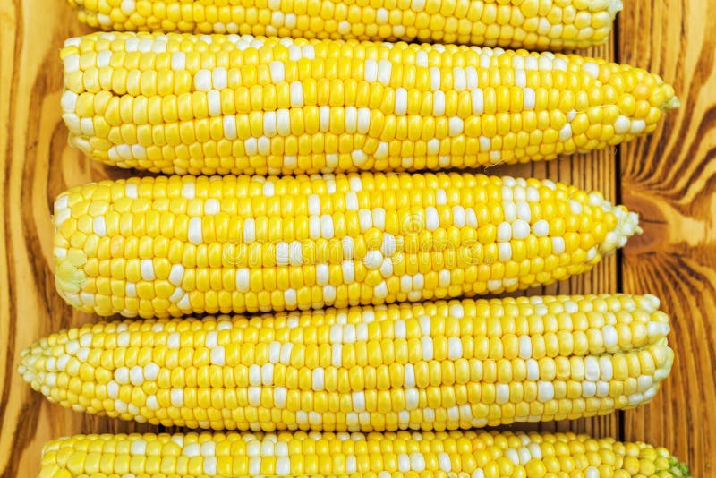 Golden maize in sunlight stock photo. Image of plant - 100841268