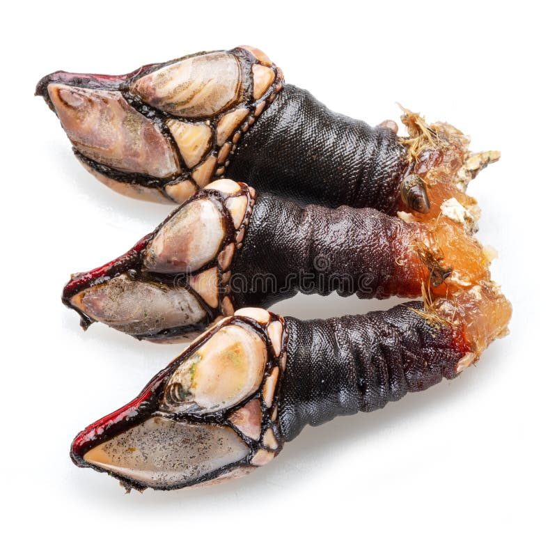 Raw Goose Barnacles Close Up Isolated on White Background Stock Photo ...
