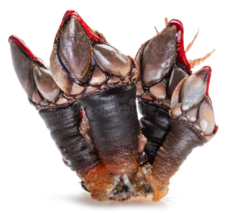 Raw Goose Barnacles Close Up Isolated on White Background Stock Photo ...