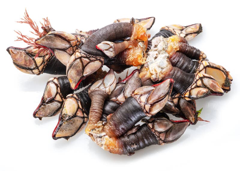 Raw Goose Barnacles Close Up Isolated on White Background Stock Photo ...