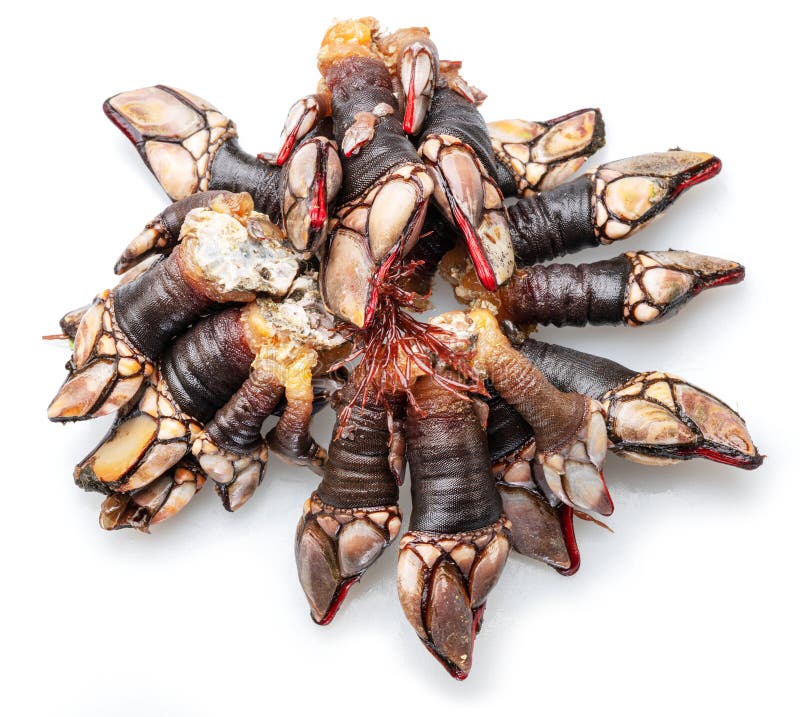 Raw Goose Barnacles Isolated on White Background. Delicacy Food Stock ...