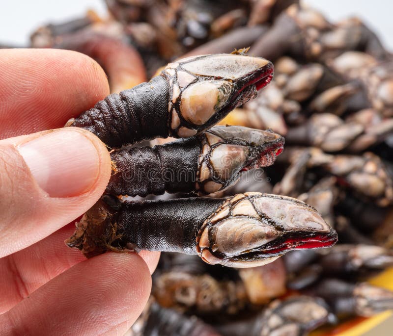Goose Barnacles Food
