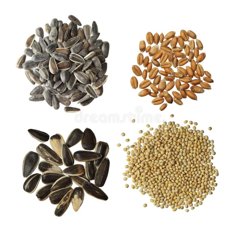 Raw Grains Set stock image. Image of cereal, millet, macro - 26566179