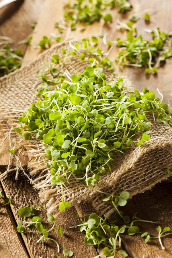 Raw Green Arugula Microgreens Stock Photo - Image of lettuce, organic ...