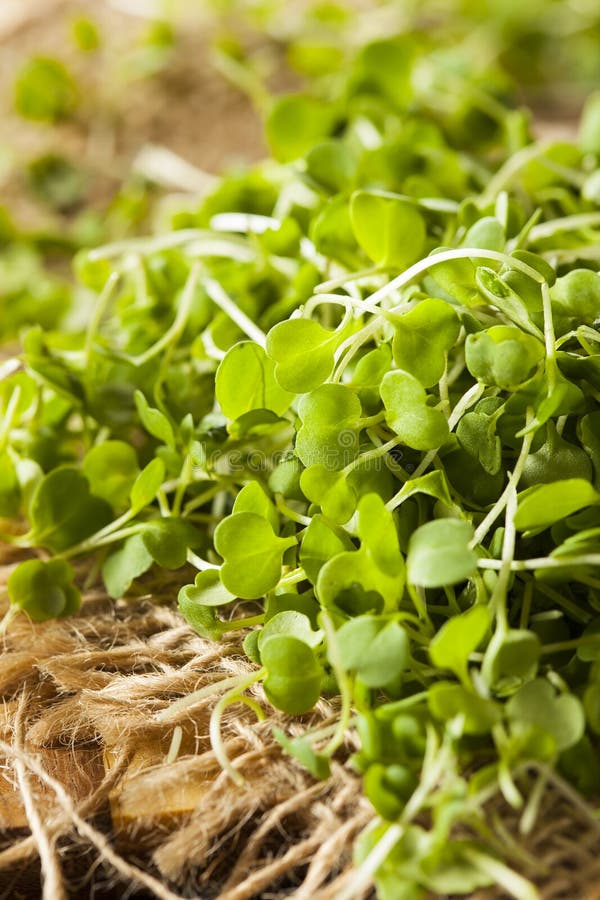 Raw Green Arugula Microgreens Stock Image - Image of rustic, nutrition ...
