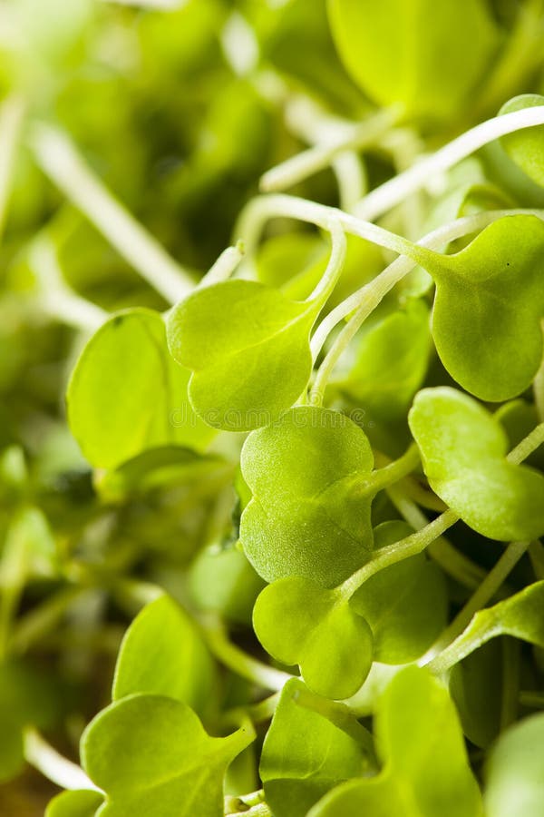 Raw Green Arugula Microgreens Stock Photo - Image of salad, organic ...