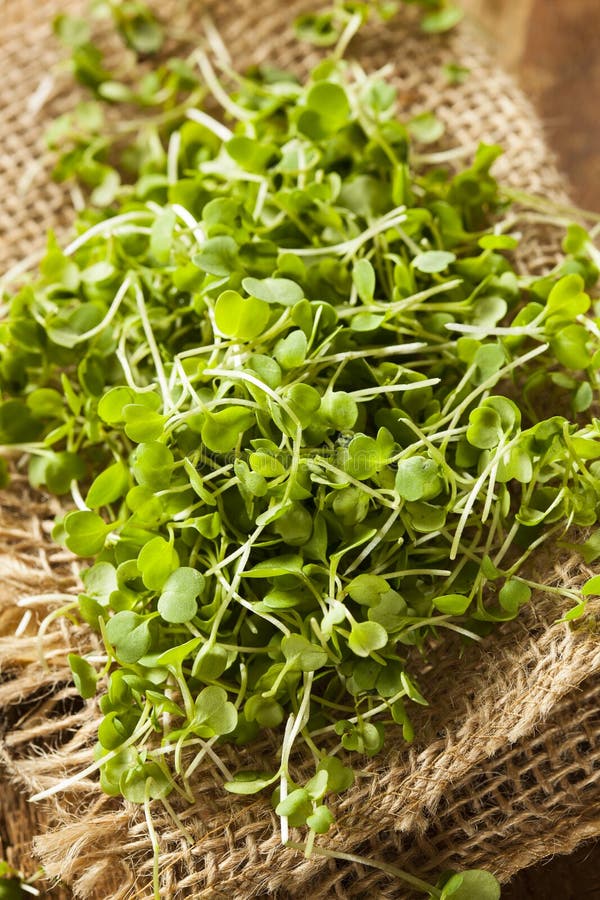 Raw Green Arugula Microgreens Stock Image - Image of health, mico: 45994253