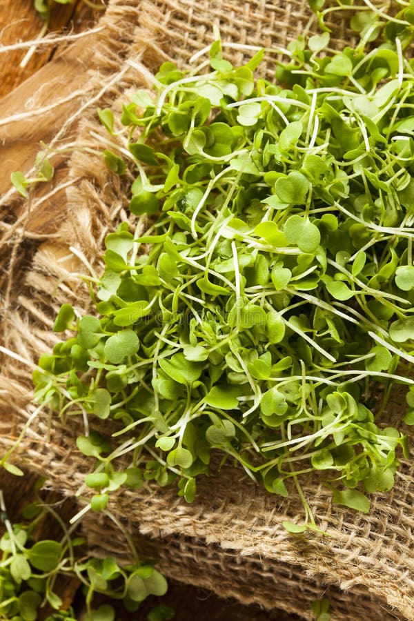 Raw Green Arugula Microgreens Stock Image - Image of nutrition, salad ...