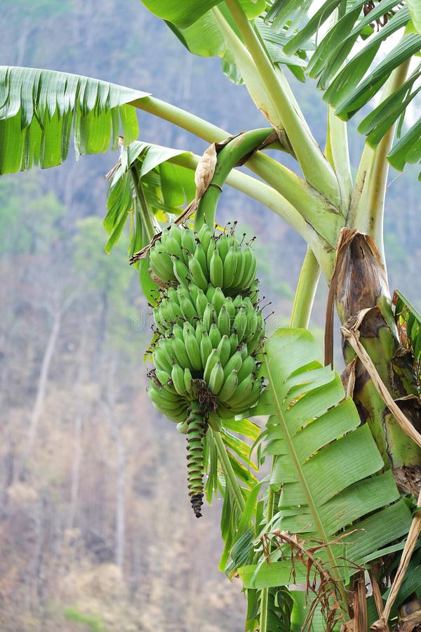 Raw and Green Banana Branch on the Banana Tree, Healthy Fruit that Full ...