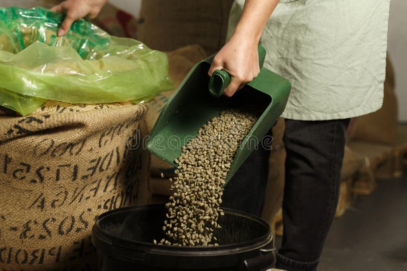 Raw Green Coffee Beans on the Scoop in the Facility. Handful Pouring Raw Coffee Beans in the Bag ...