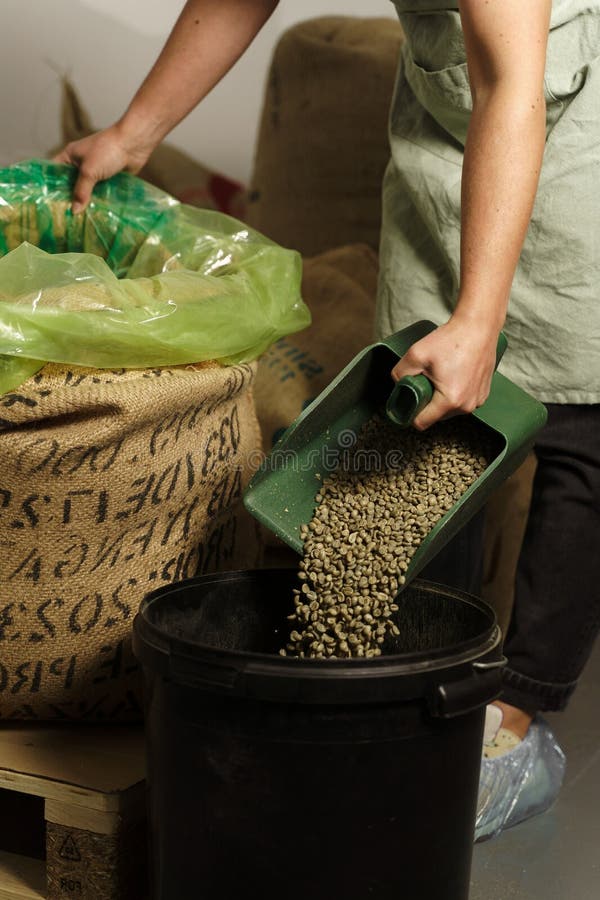 Raw Green Coffee Beans on the Scoop in the Facility. Handful Pouring ...