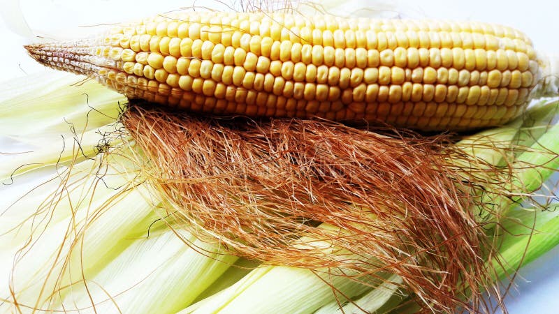 Raw Green Corn Pealed with Its Threads Closeup Stock Photo - Image of ...