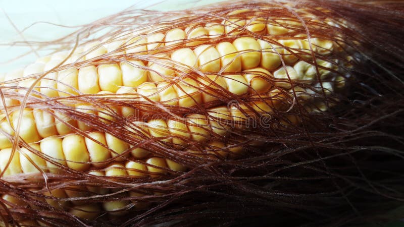 Raw Green Corn Pealed with Its Threads Closeup Stock Photo - Image of ...