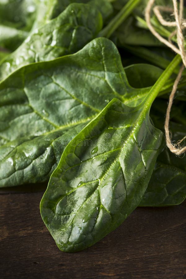 Raw Green Healthy Organic Spinach Stock Photo - Image of gourmet ...