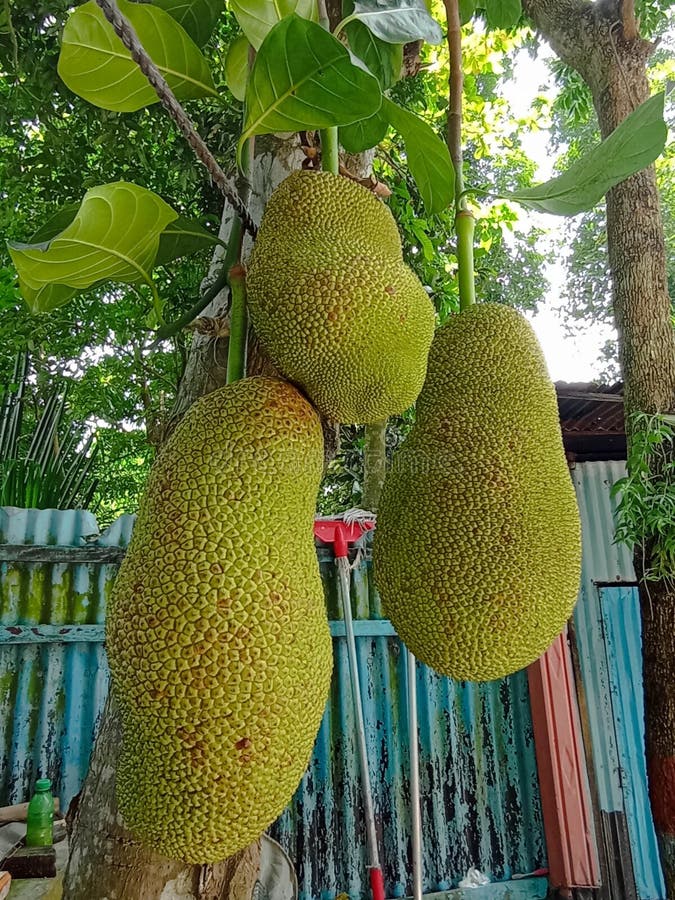 Raw Green Jackfruit Grow on the Jackfruit Tree. Stock Image - Image of ...