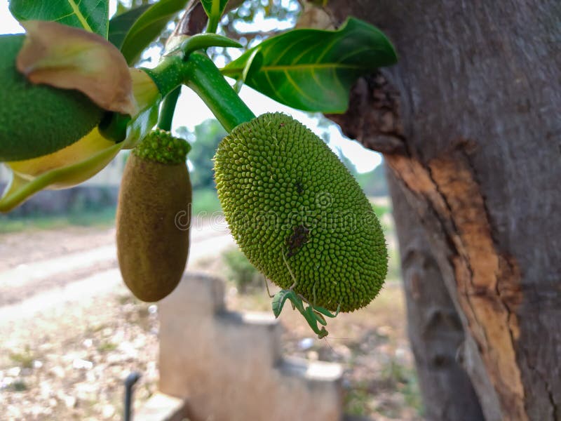 Raw Green Jackfruit Hanging from Jackfruit Tree. Stock Image - Image of ...