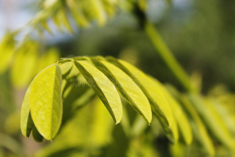 Raw Green Locust Tree Leaves in Focus Stock Image - Image of leaves ...