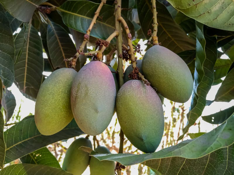 Raw Green Mango Fruit Growing Up on the Tree Stock Photo - Image of ...