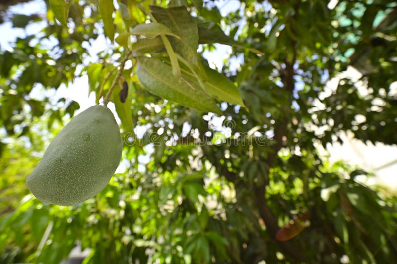 A Raw Green Mango Hanging from a Tree, India. Stock Image - Image of ...
