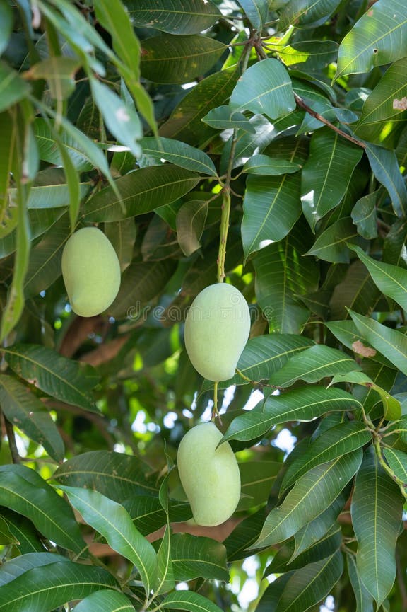 Raw green mango on tree stock image. Image of bunch - 376805065