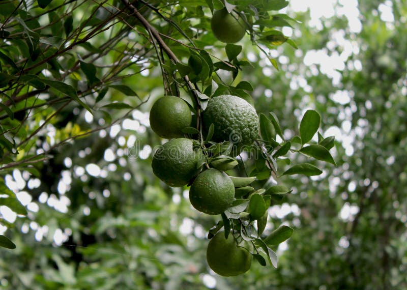 Raw green Orange on tree. stock image. Image of tree - 187931193