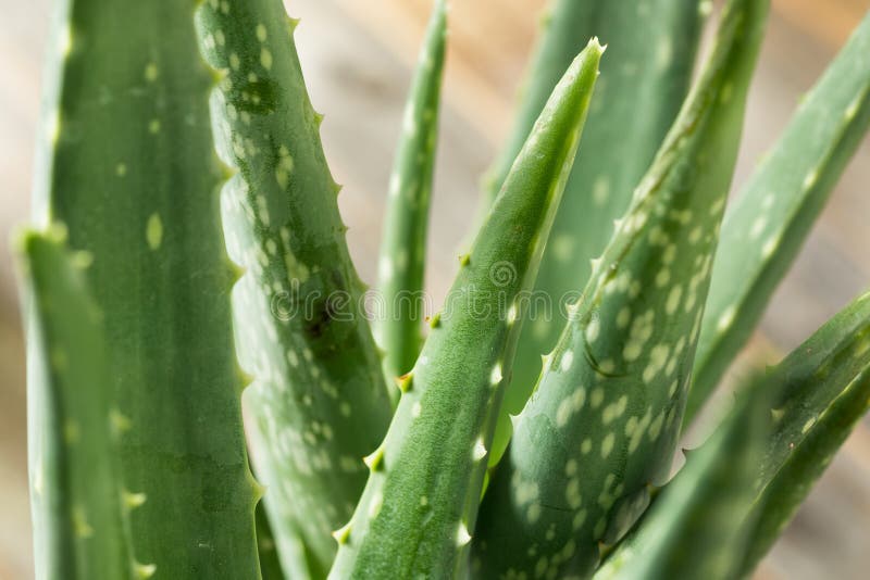 Raw Green Organic Aloe Vera Stock Photo - Image of herbal, medicine ...