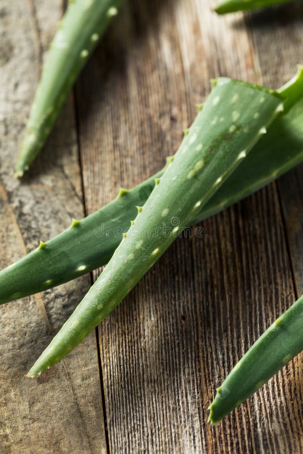Raw Green Organic Aloe Vera Stock Image - Image of herb, treatment ...