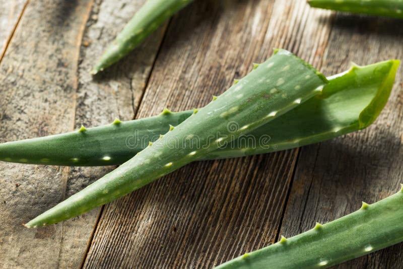 Raw Green Organic Aloe Vera Stock Image - Image of medical, freshness ...