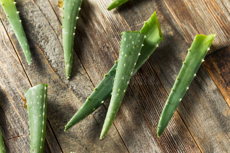 Raw Green Organic Aloe Vera Stock Photo - Image of medical, pure: 154706502