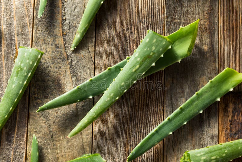 Raw Green Organic Aloe Vera Stock Photo - Image of botany, care: 154707086