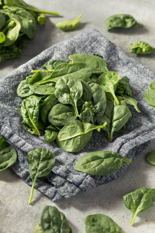 Raw Green Organic Baby Spinach Stock Photo - Image of nature, spinach ...