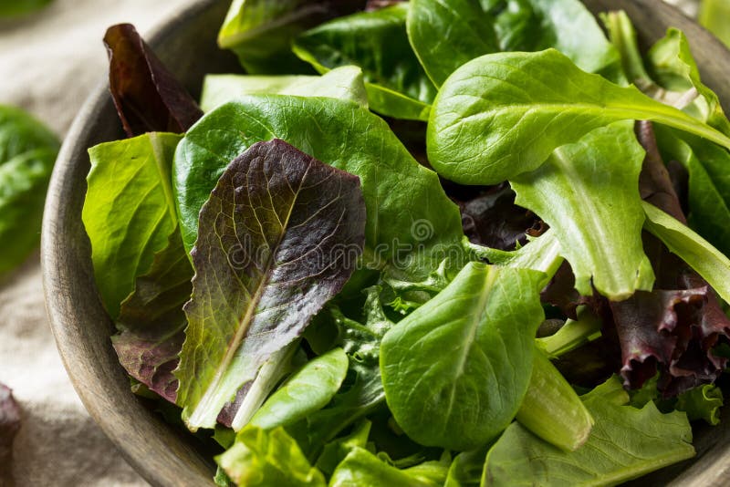 Raw Green Organic Baby Spring Lettuce Stock Image - Image of fresh ...