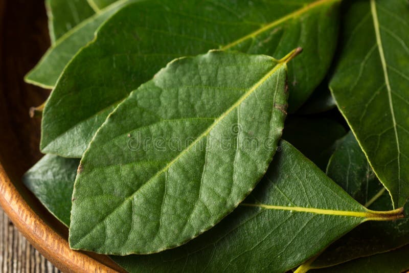 Raw Green Organic Bay Leaves Stock Image - Image of freshness, herbal ...