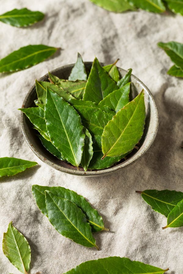 Raw Green Organic Bay Leaves Stock Image - Image of nature, leaves ...