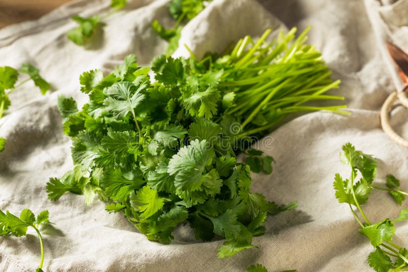 Raw Green Organic Cilantro Bunch Stock Photo - Image of vegetable ...