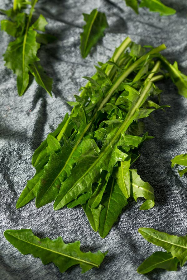 Raw Green Organic Dandelion Greens Stock Photo - Image of vegetarian ...