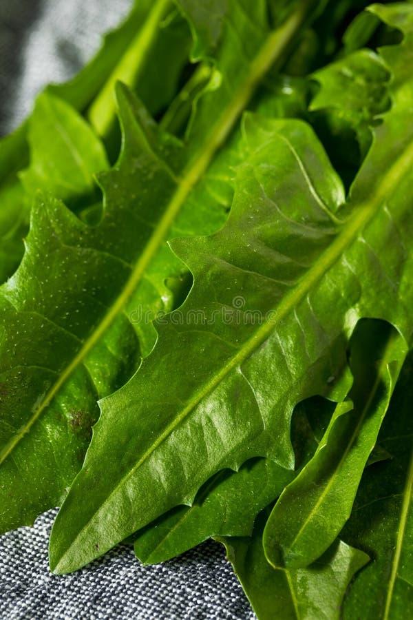 Raw Organic Red Dandelion Greens Stock Photo - Image of natural ...