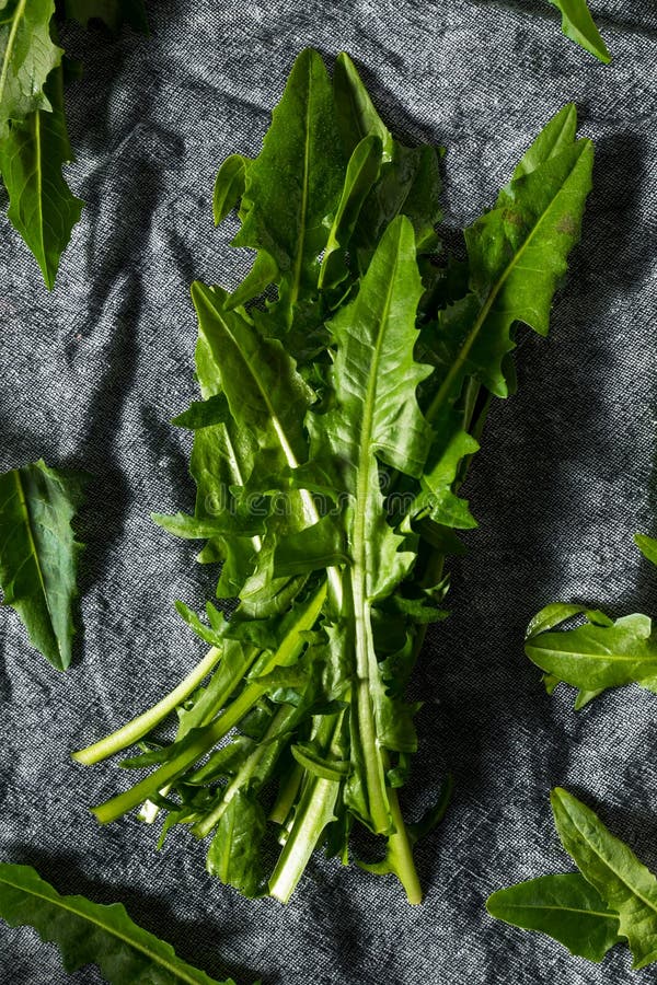 Raw Green Organic Dandelion Greens Stock Image - Image of medicine ...