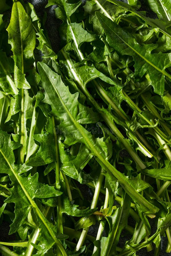 Raw Organic Red Dandelion Greens Stock Photo - Image of natural ...