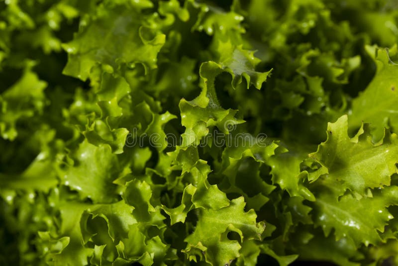 Raw Green Organic Endive Salad Stock Photo - Image of natural ...