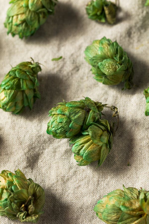 Raw Green Organic Fresh Beer Hops Stock Image - Image of nature ...