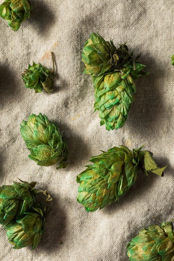 Raw Green Organic Fresh Beer Hops Stock Photo - Image of plant ...