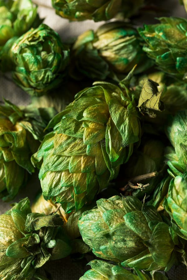 Raw Green Organic Fresh Beer Hops Stock Image - Image of nature, plant ...