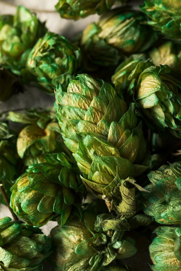 Raw Green Organic Fresh Beer Hops Stock Image - Image of ingredient ...