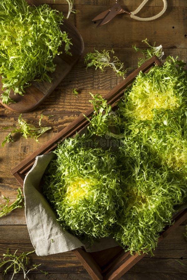 Raw Green Organic Frisee Lettuce Stock Image - Image of chicory ...