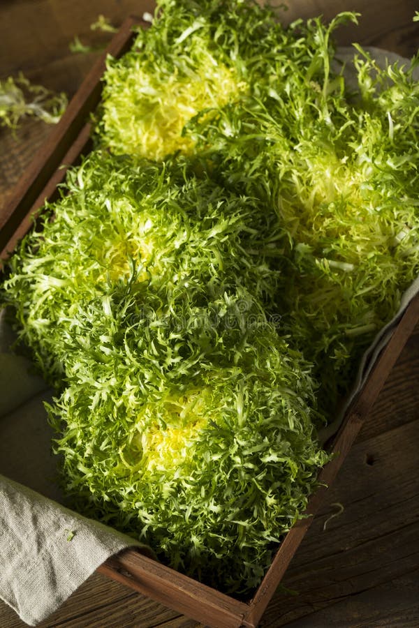 Raw Green Organic Frisee Lettuce Stock Photo - Image of delicious ...