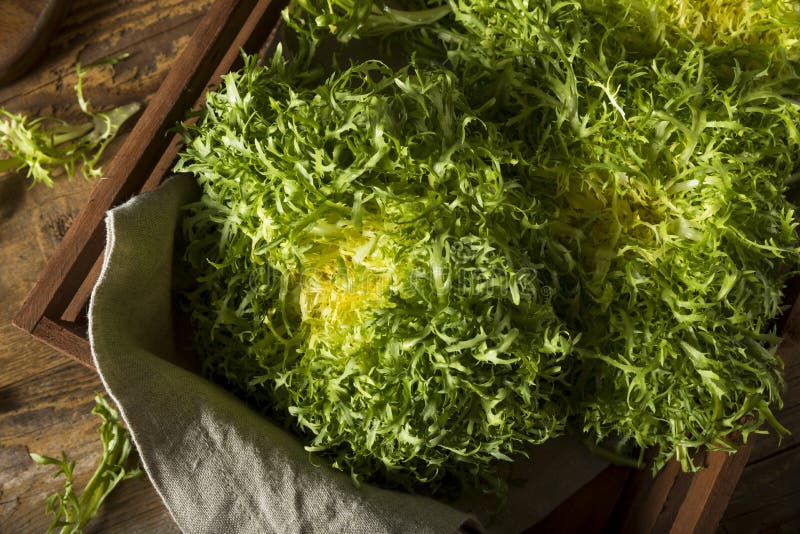 Raw Green Organic Frisee Lettuce Stock Photo - Image of cooking ...