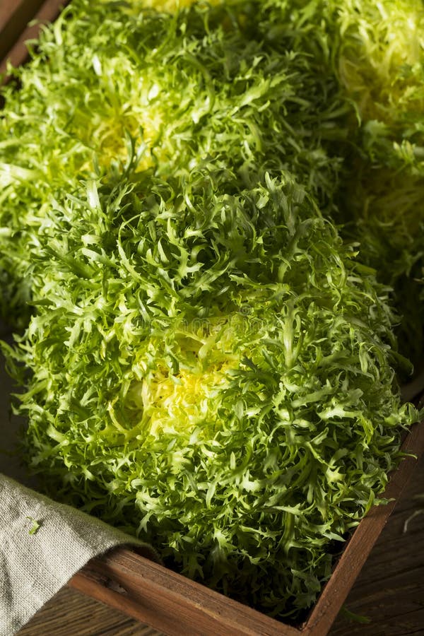Frisee Lettuce Close Up Leaves on Wooden Table Stock Image - Image of ...