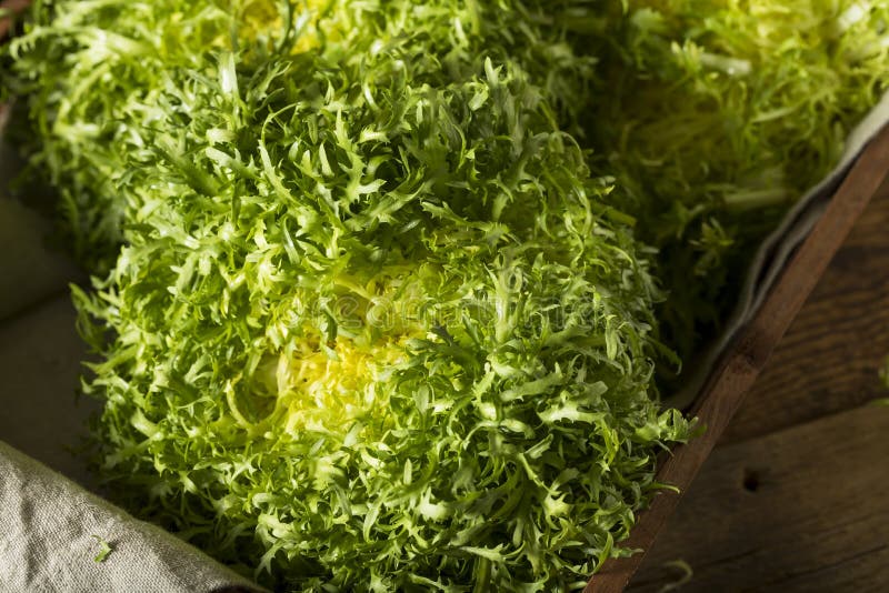 Raw Green Organic Frisee Lettuce Stock Image - Image of cichorium ...
